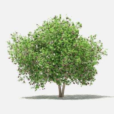 Common Fig Tree with Fruits 3.4m - 3D Model by cgaxis