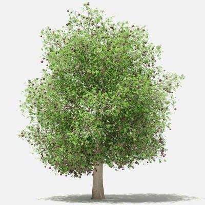 Common Fig Tree with Fruits 6.6m - 3D Model by cgaxis