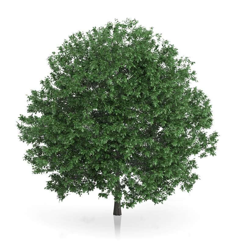 Common Hornbeam Tree (Carpinus betulus) 10.7m - 3D Model by cgaxis