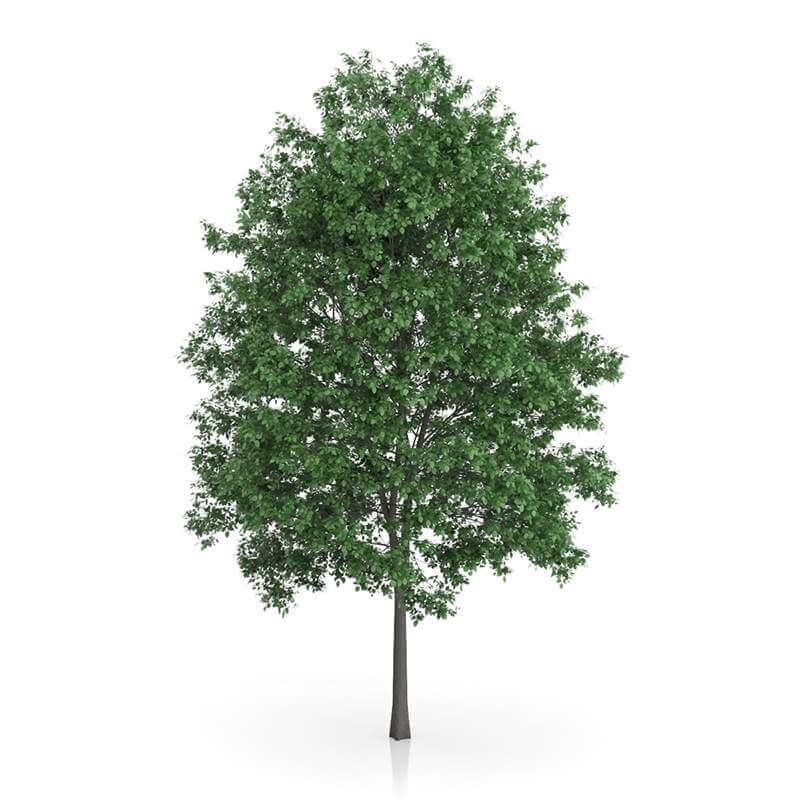 Common Hornbeam Tree (Carpinus betulus) 14.5m - 3D Model by cgaxis