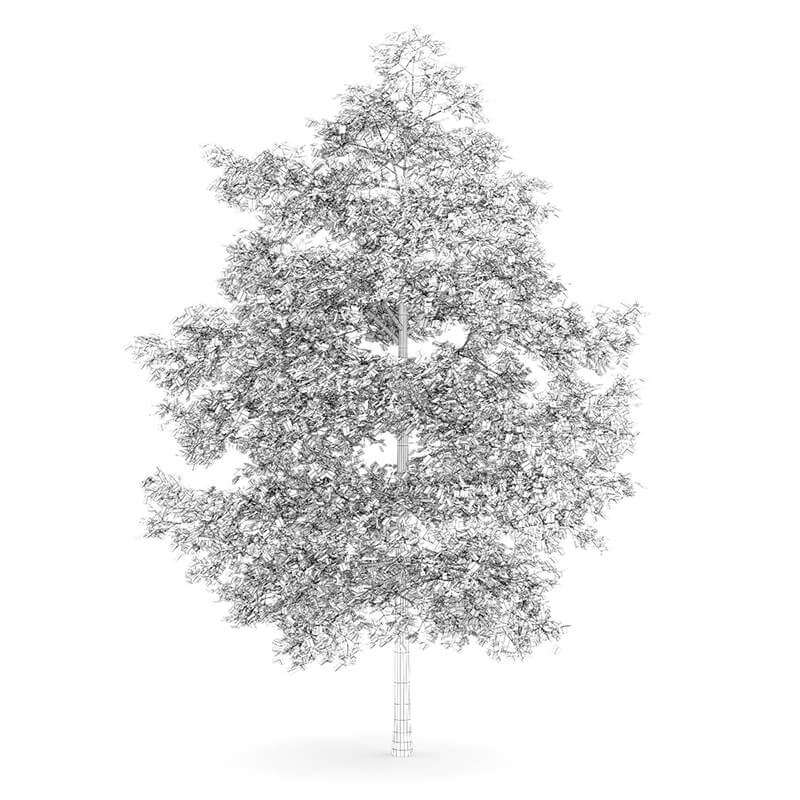 Common Lime 8M (Autumn) - 3D Model by cgaxis