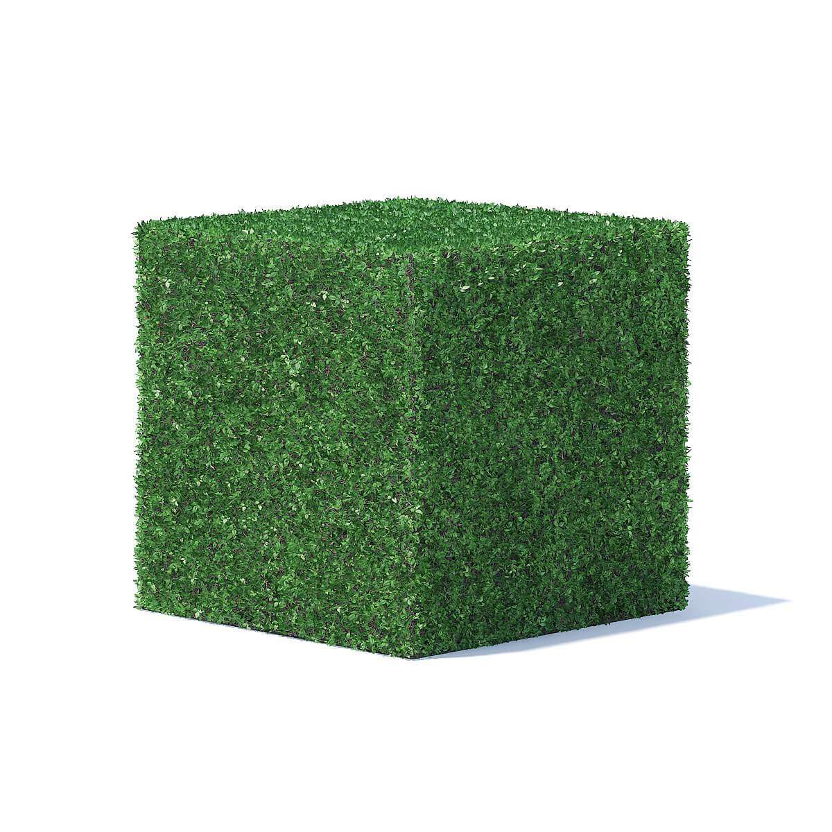 Cube Shaped Hedge - 3D Model by cgaxis