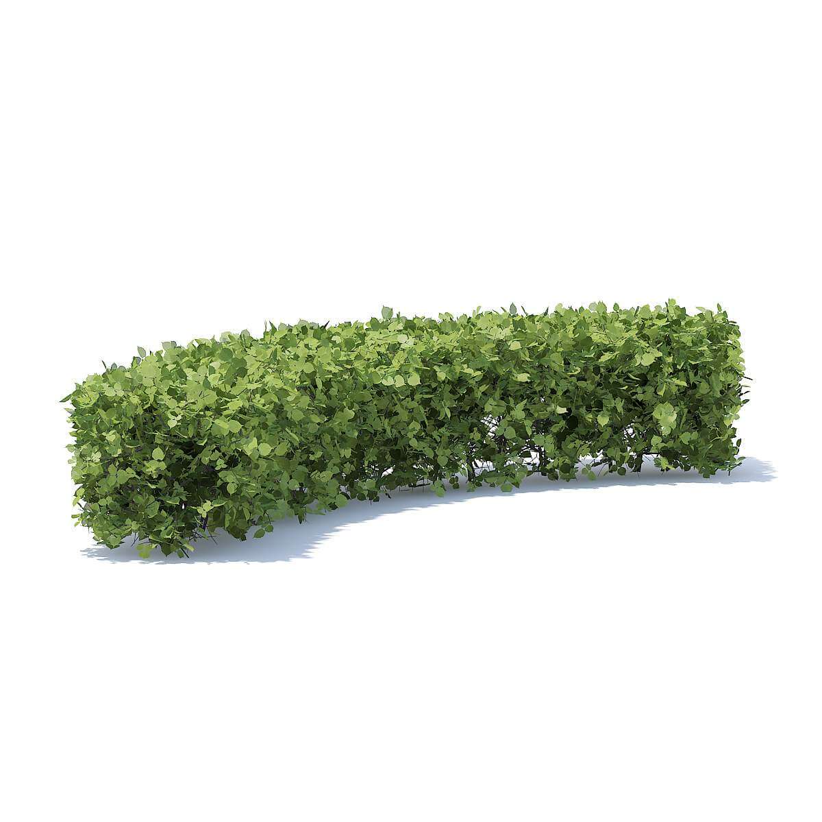 Curved Hedge - 3D Model by cgaxis