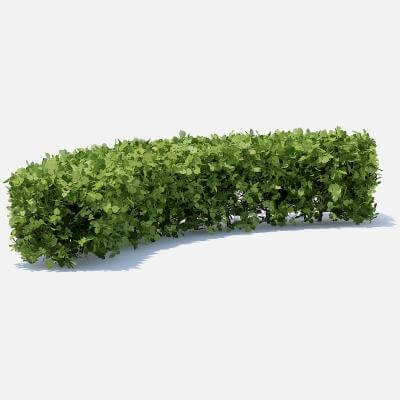 Curved Hedge - 3D Model by cgaxis