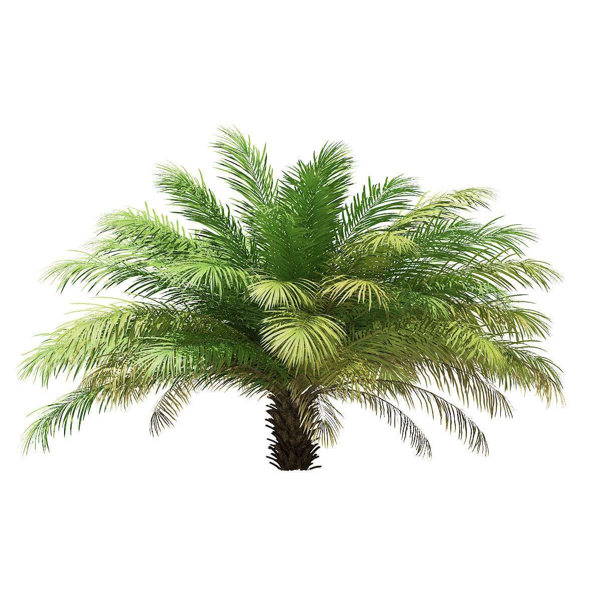 Date Palm Tree 2.5m - 3D Model by cgaxis