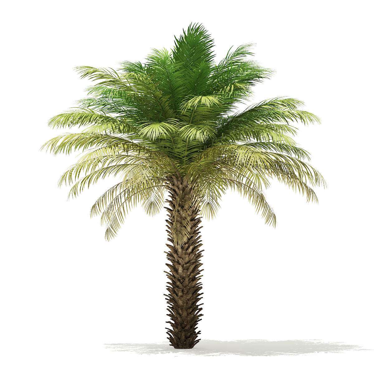 Date Palm Tree 5m - 3D Model by cgaxis