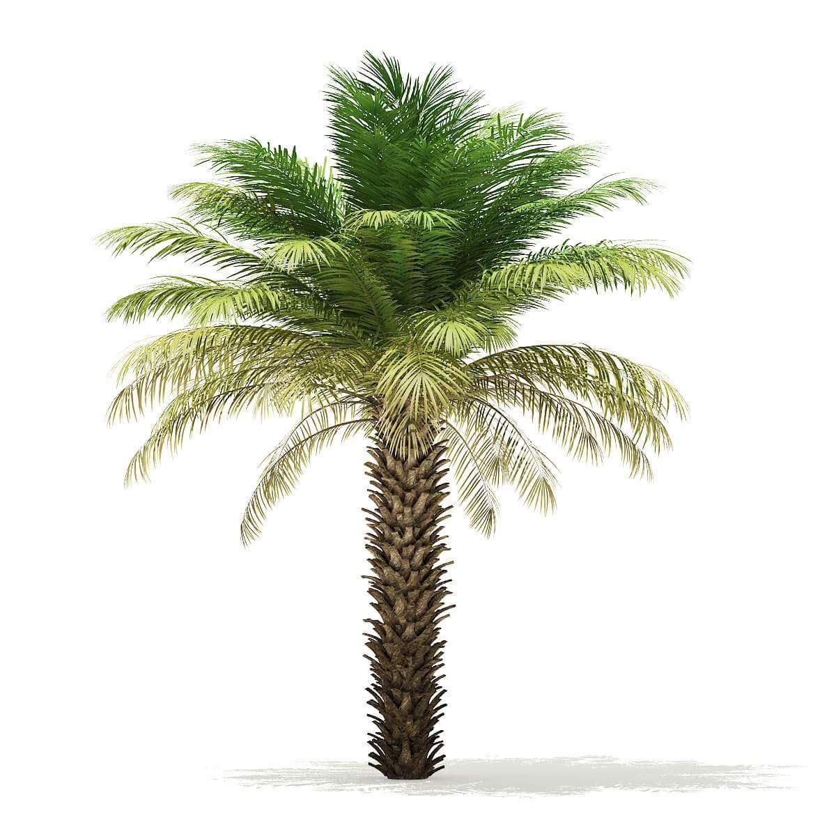 Date Palm Tree 5m - 3D Model by cgaxis