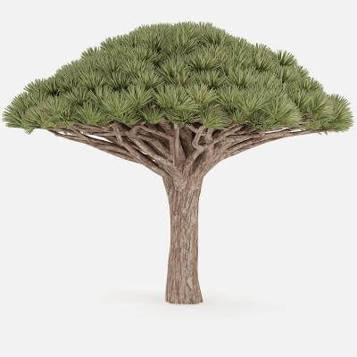 Dragon Tree - 3D Model by cgaxis