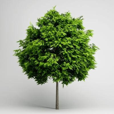 European Ash 06 - 3D Model by cgaxis