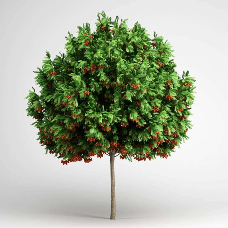 European Rowan 15 - 3D Model by cgaxis