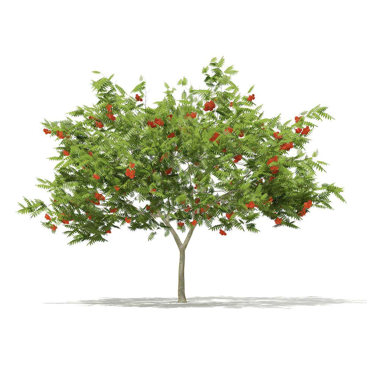 European Rowan (Sorbus Aucuparia) 2.9m - 3D Model by cgaxis