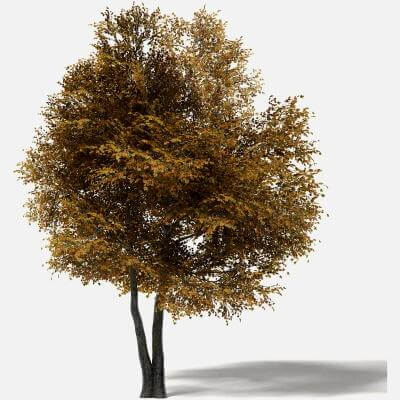 Field Maple 10m - 3D Model by cgaxis