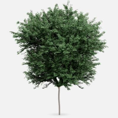 Field Maple (Acer campestre) - 3D Model by cgaxis