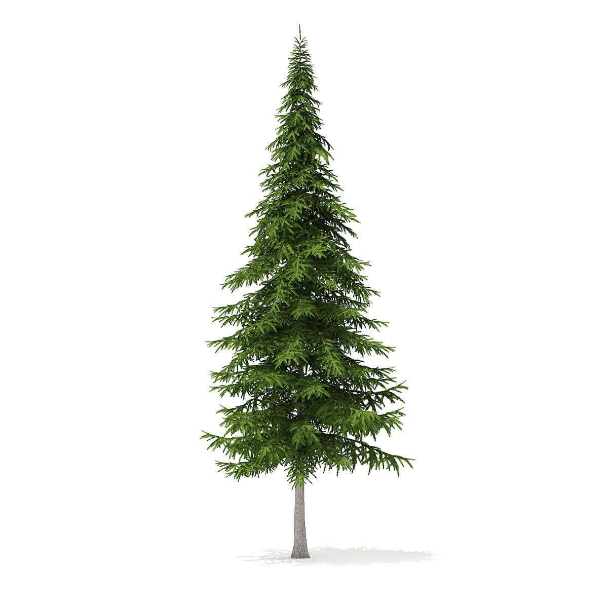 Fir Tree 10m - 3D Model by cgaxis