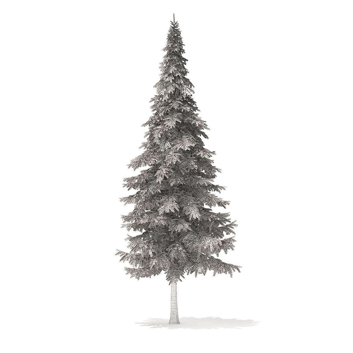 Fir Tree 10m - 3D Model by cgaxis