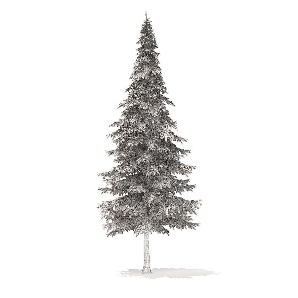 Fir Tree 10m - 3D Model by cgaxis