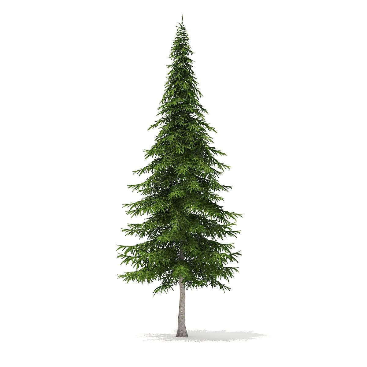Fir Tree 10m - 3D Model by cgaxis