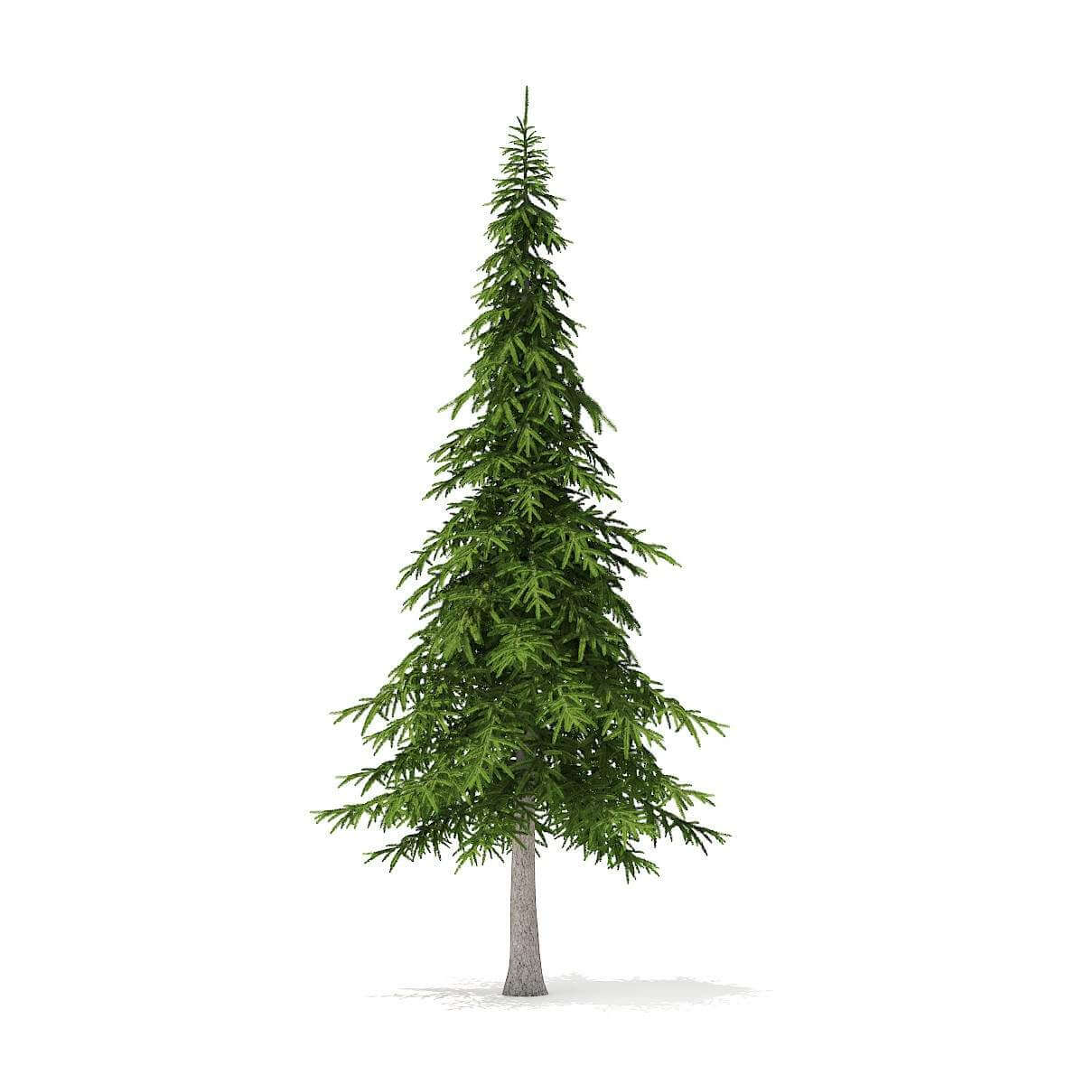 Fir Tree 7m - 3D Model by cgaxis