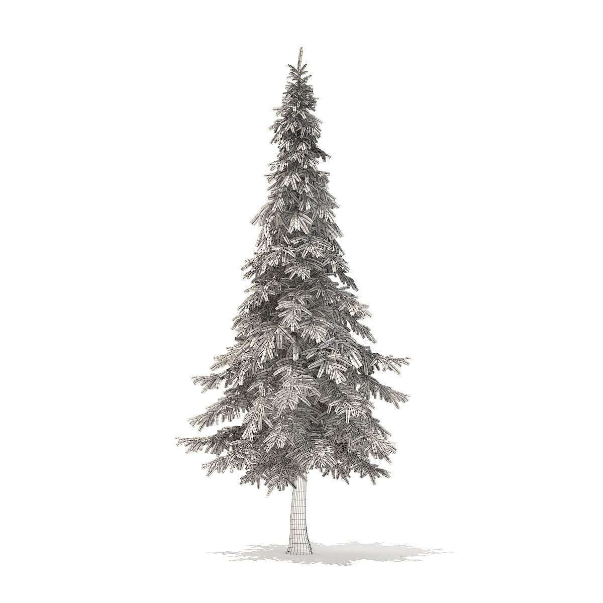 Fir Tree 7m - 3D Model by cgaxis