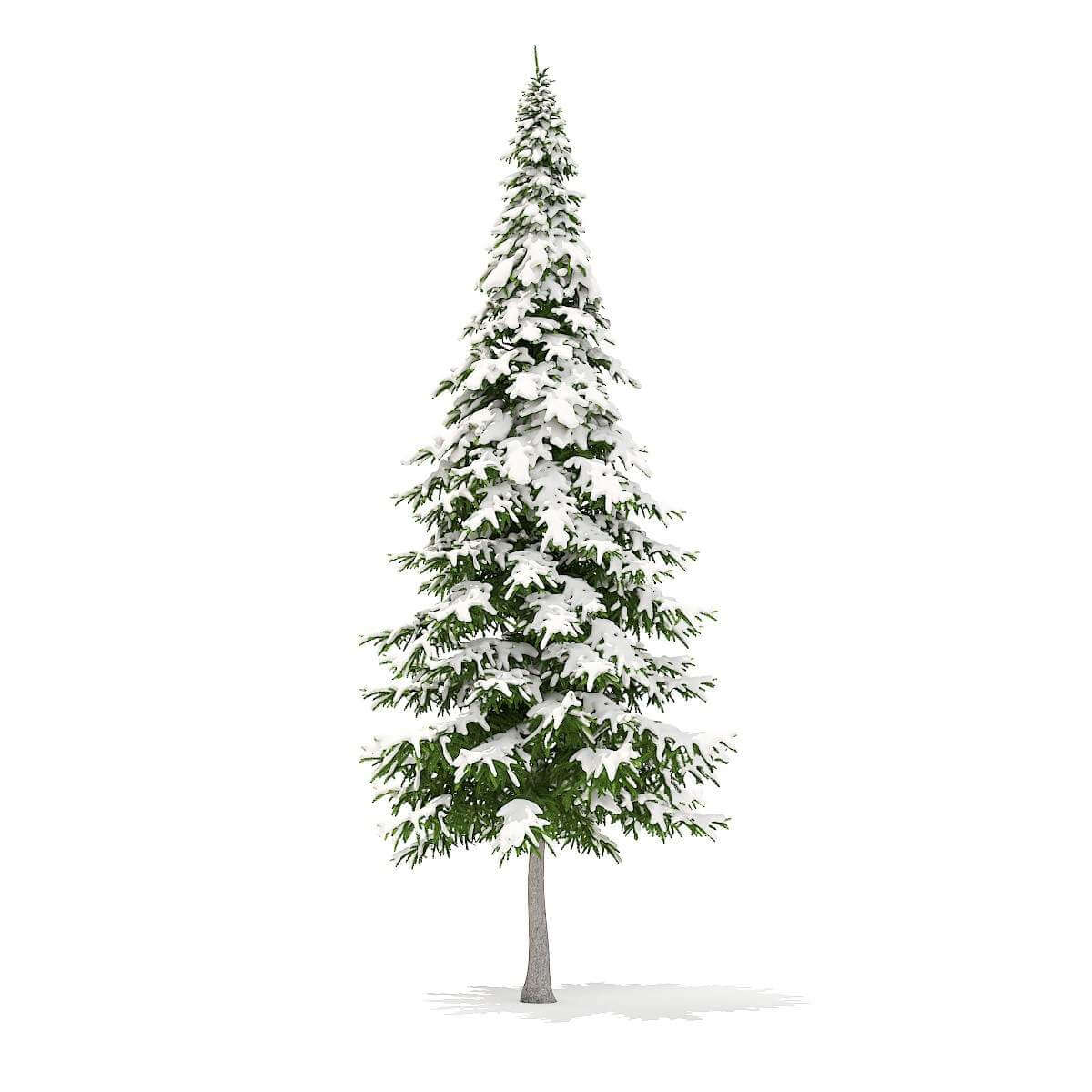 Fir Tree with Snow 10m - 3D Model by cgaxis