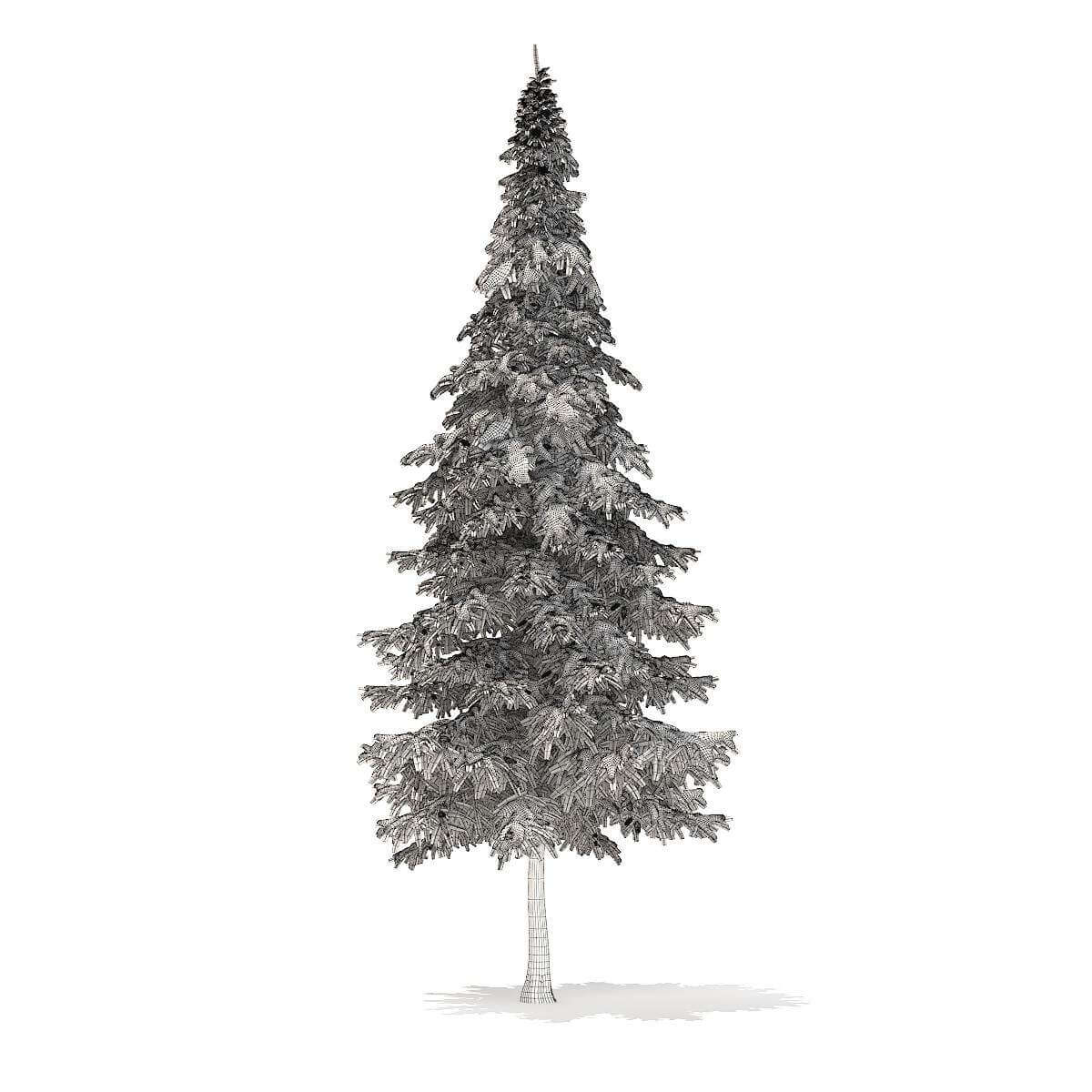 Fir Tree with Snow 10m - 3D Model by cgaxis