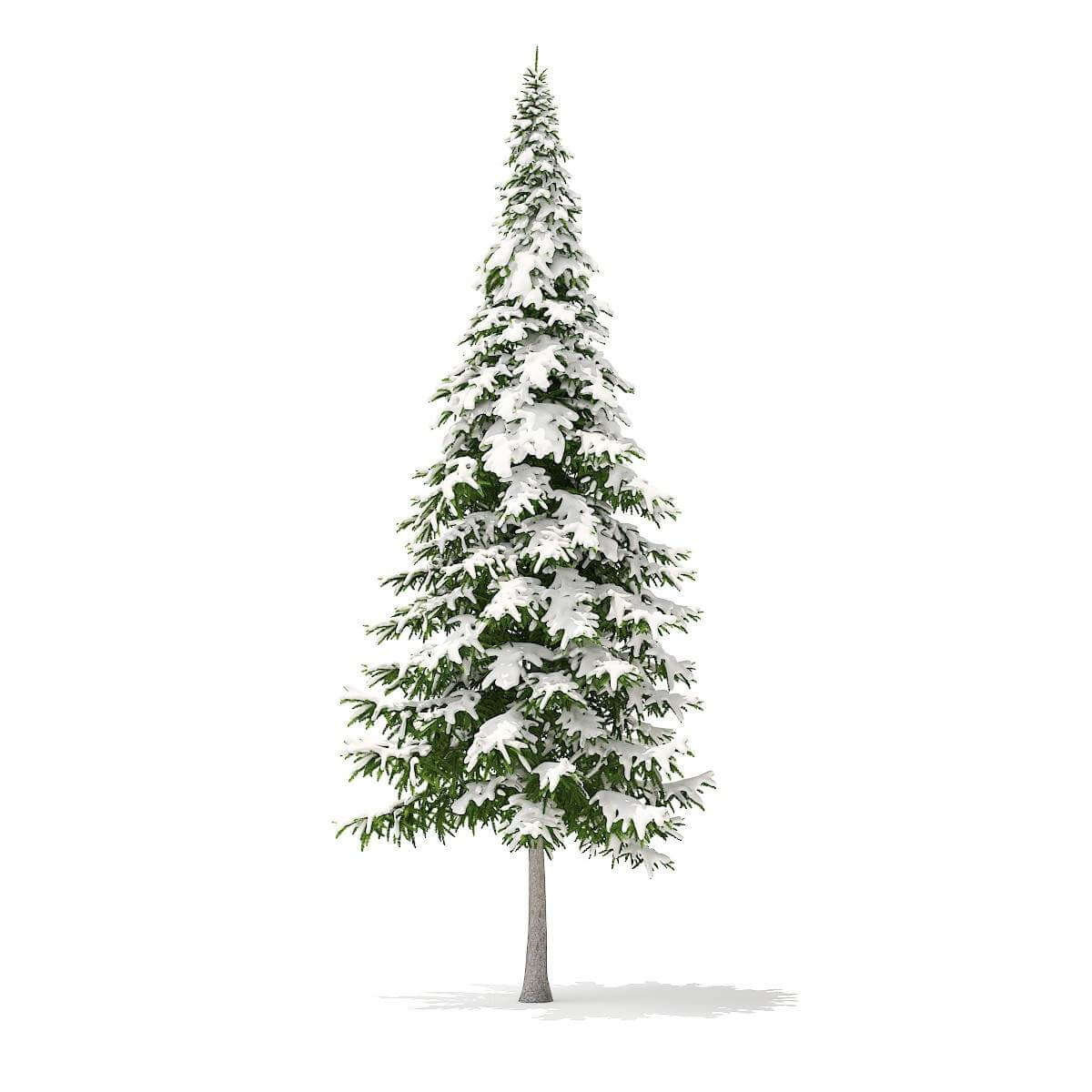 Fir Tree with Snow 10m - 3D Model by cgaxis