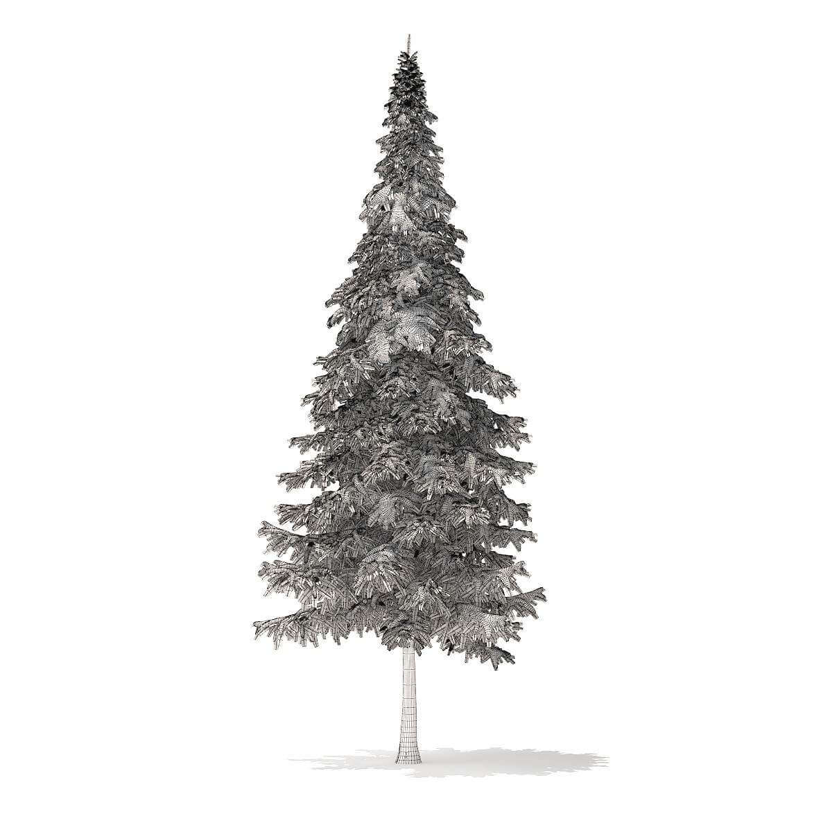 Fir Tree with Snow 10m - 3D Model by cgaxis