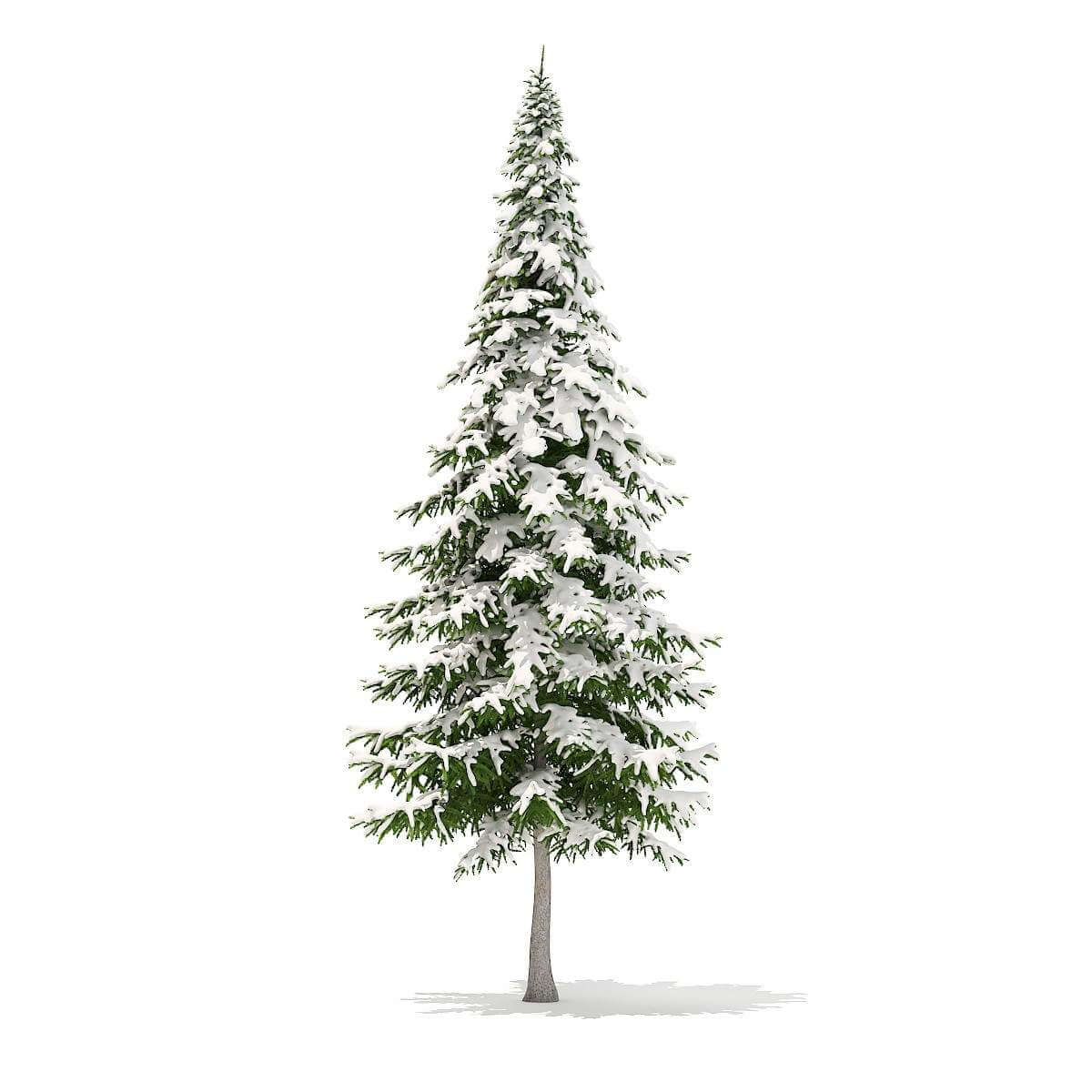 Fir Tree with Snow 10m - 3D Model by cgaxis