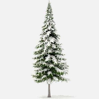 Fir Tree with Snow 10m - 3D Model by cgaxis