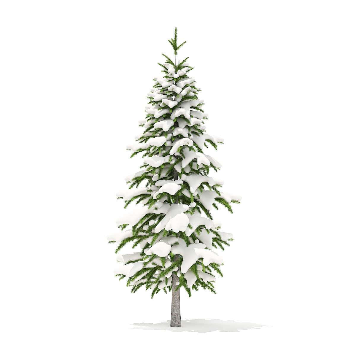 Fir Tree with Snow 2.6m - 3D Model by cgaxis