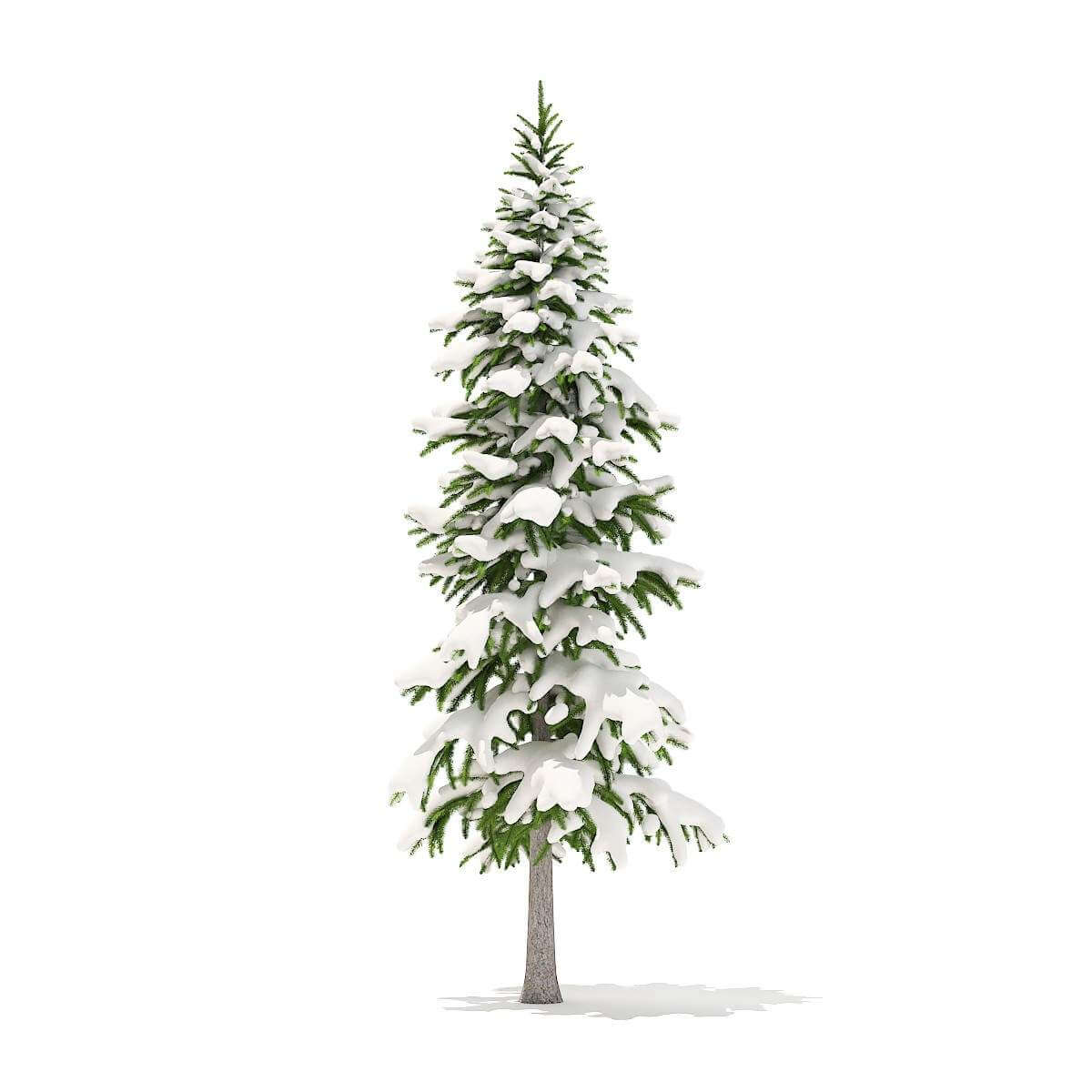 Fir Tree with Snow 3.4m - 3D Model by cgaxis
