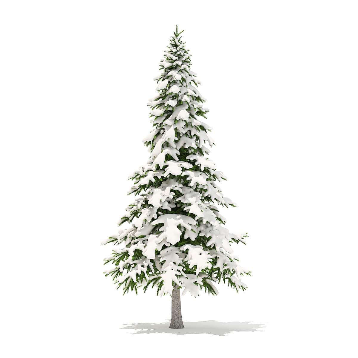 Fir Tree with Snow 5.9m - 3D Model by cgaxis