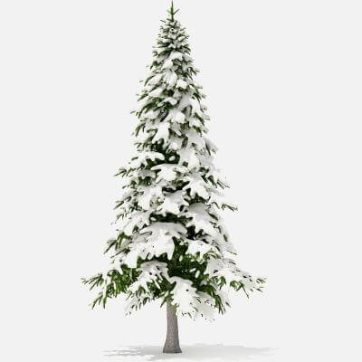 Fir Tree with Snow 5.9m - 3D Model by cgaxis