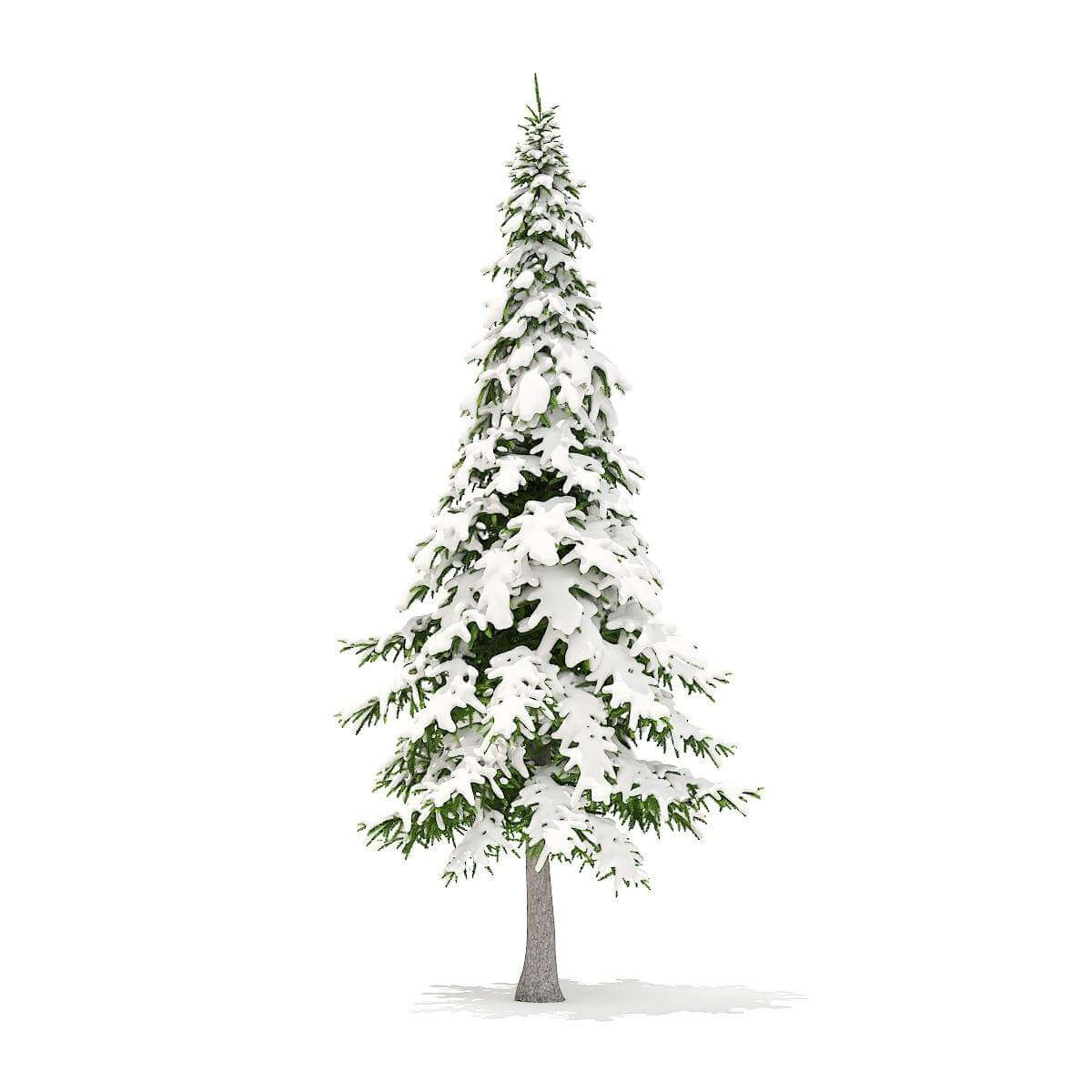 Fir Tree with Snow 7m - 3D Model by cgaxis