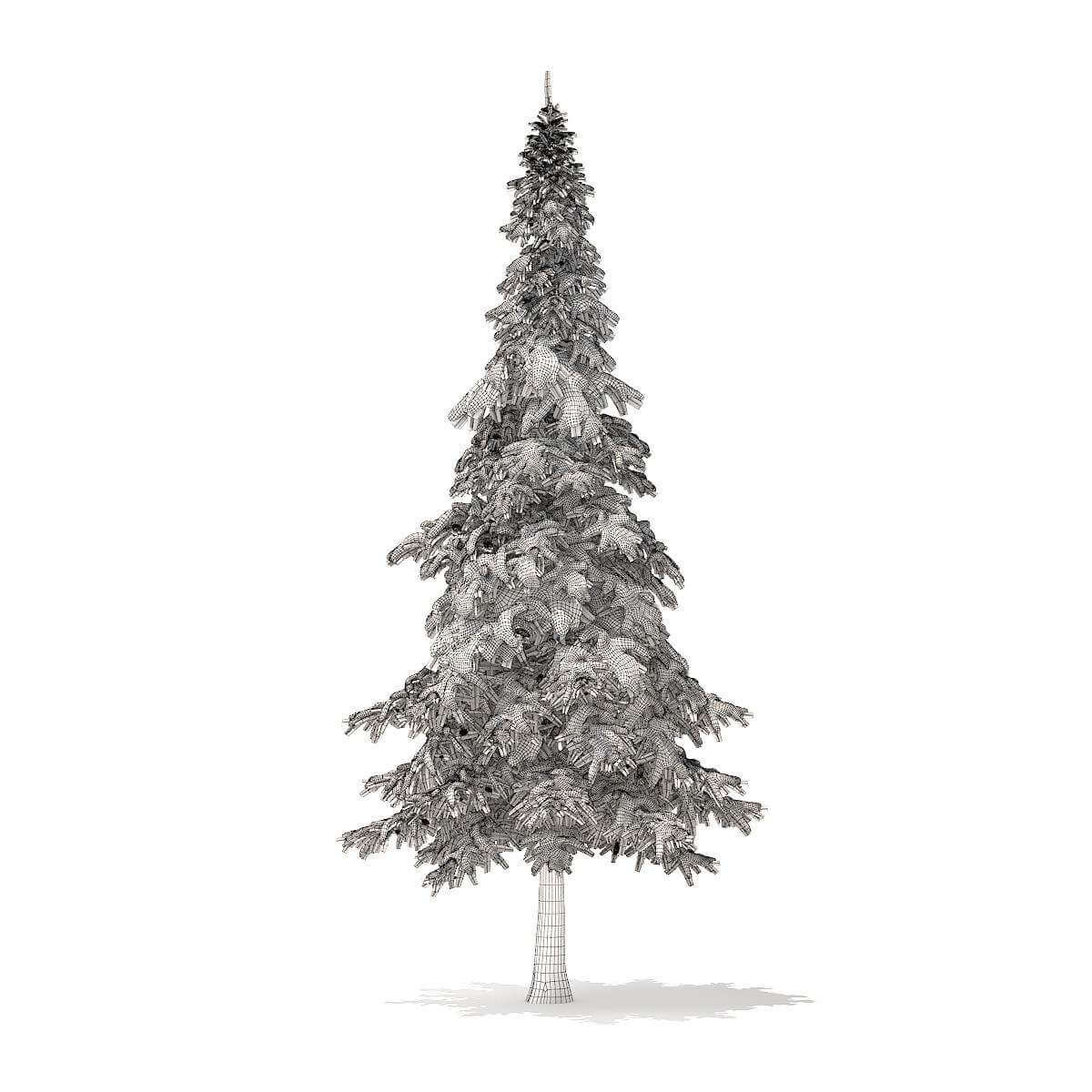 Fir Tree with Snow 7m - 3D Model by cgaxis