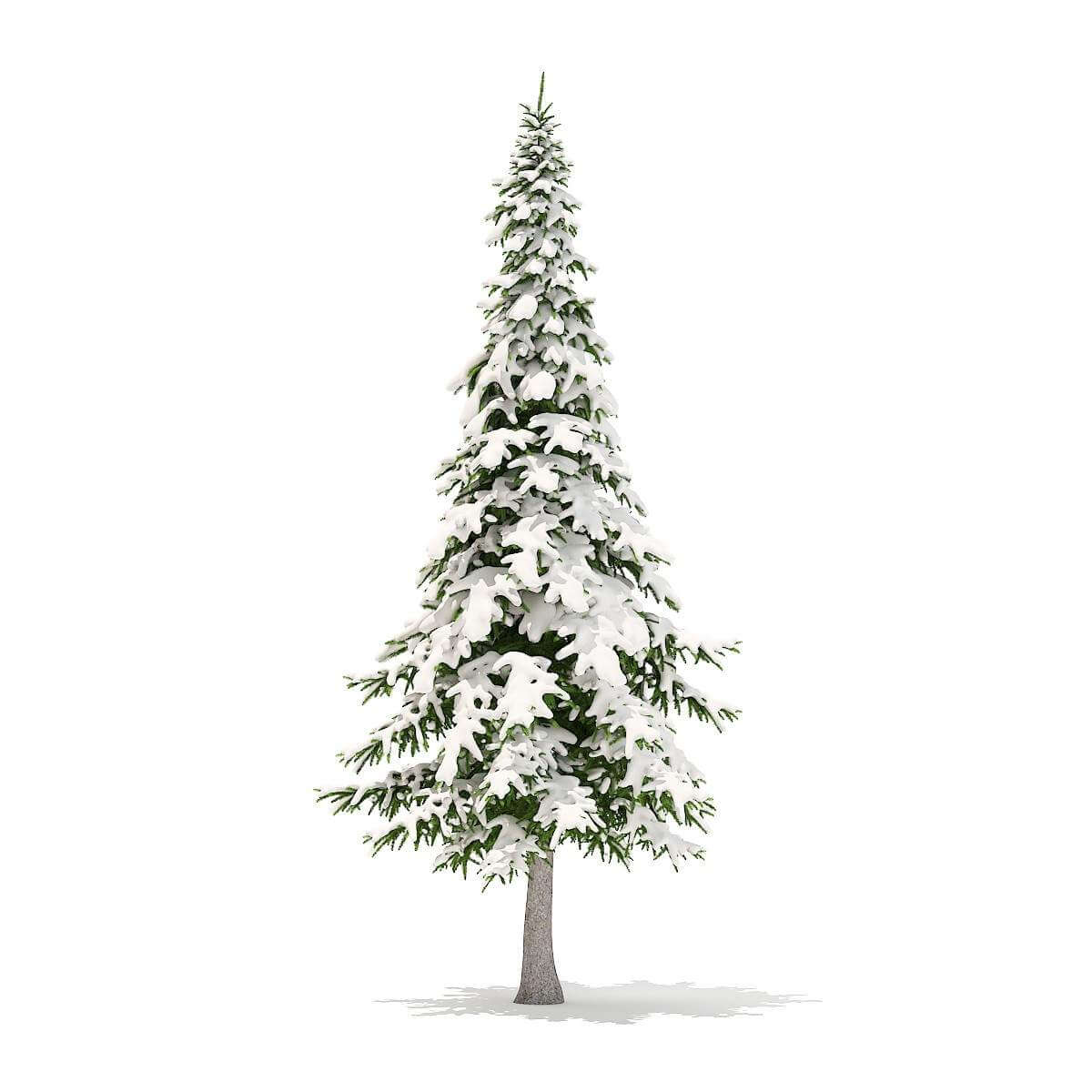 Fir Tree with Snow 7m - 3D Model by cgaxis