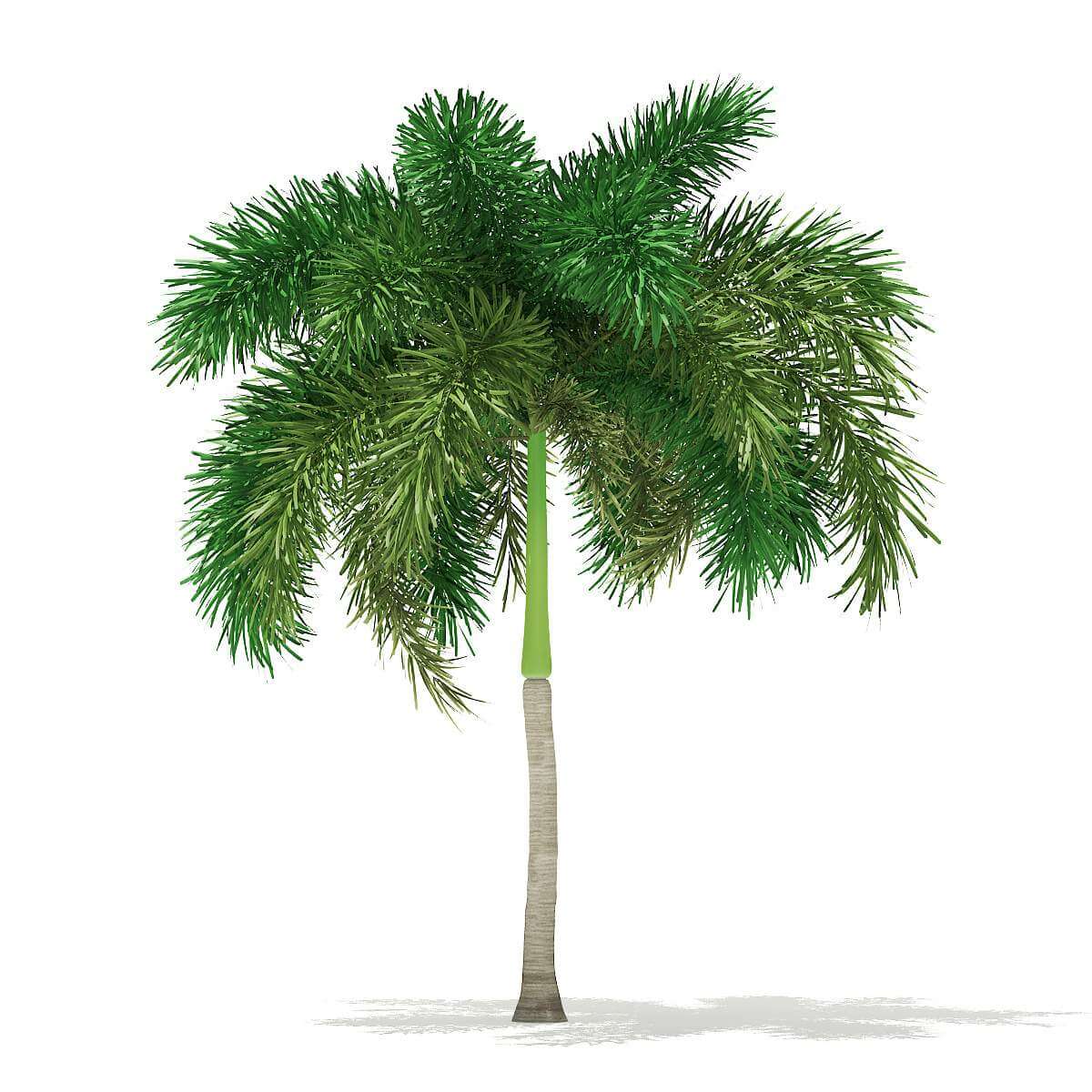 Foxtail Palm Tree 6.2m - 3D Model by cgaxis