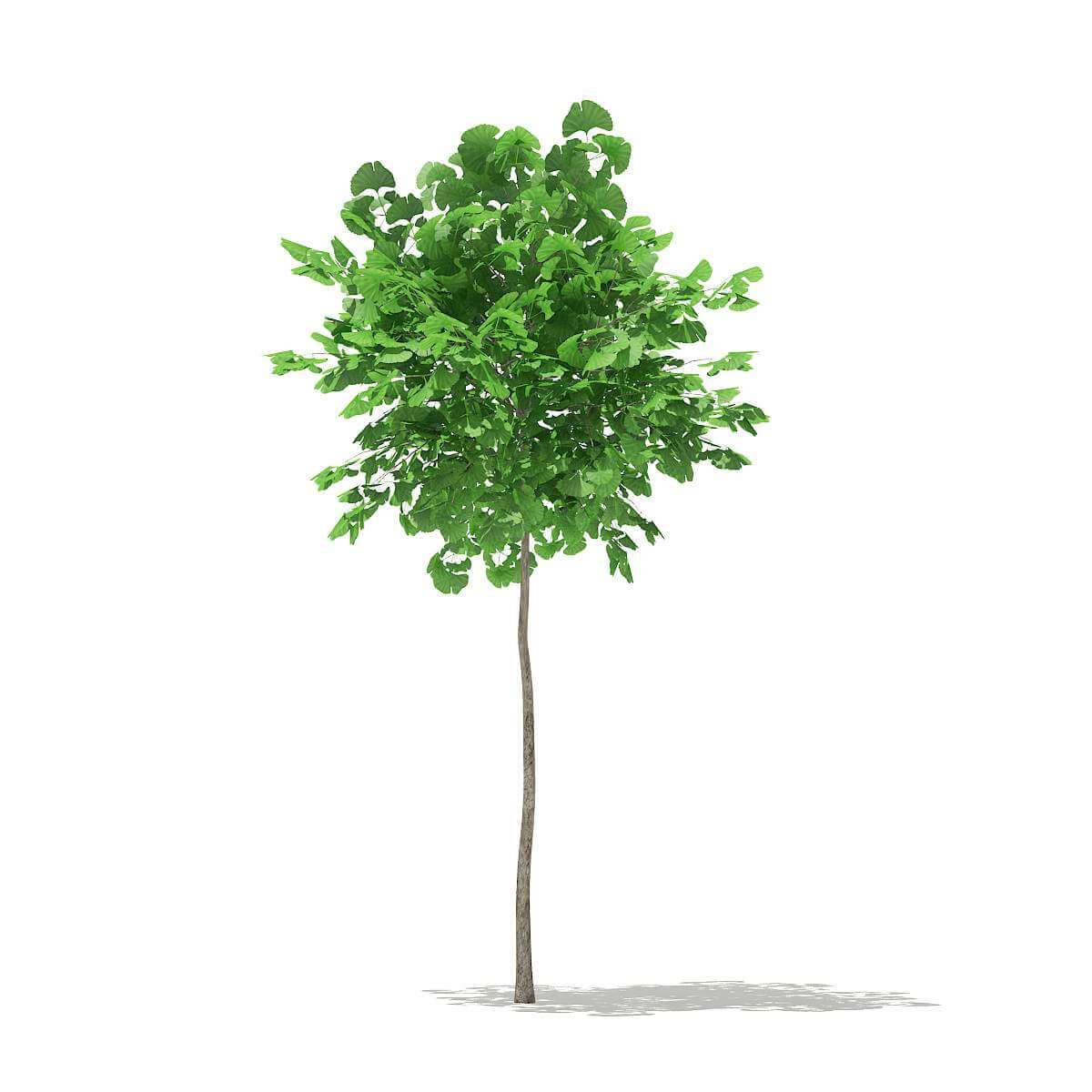 Ginkgo Tree (Ginkgo biloba) 1.8m - 3D Model by cgaxis
