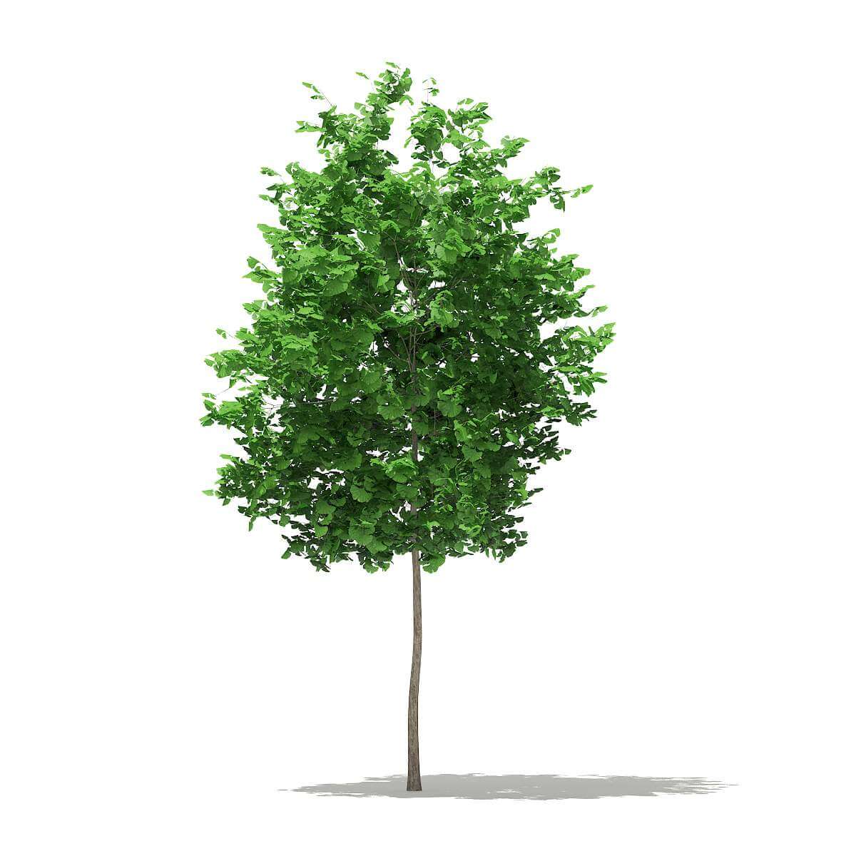 Ginkgo Tree (Ginkgo biloba) 3.5m - 3D Model by cgaxis