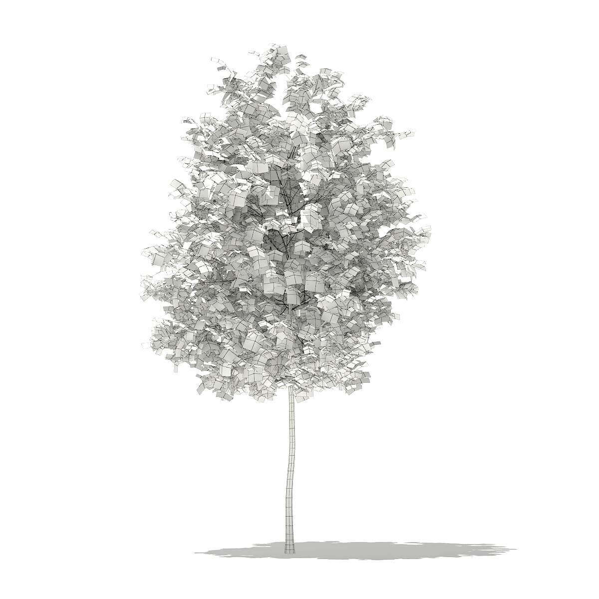 Ginkgo Tree (Ginkgo biloba) 3.5m - 3D Model by cgaxis