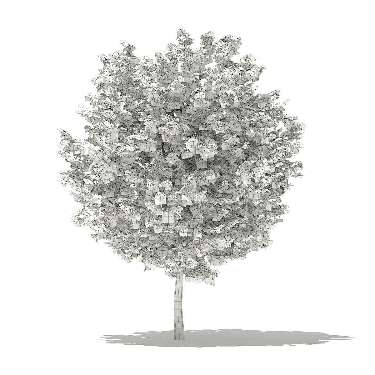 Ginkgo Tree (Ginkgo biloba) 3.6m - 3D Model by cgaxis