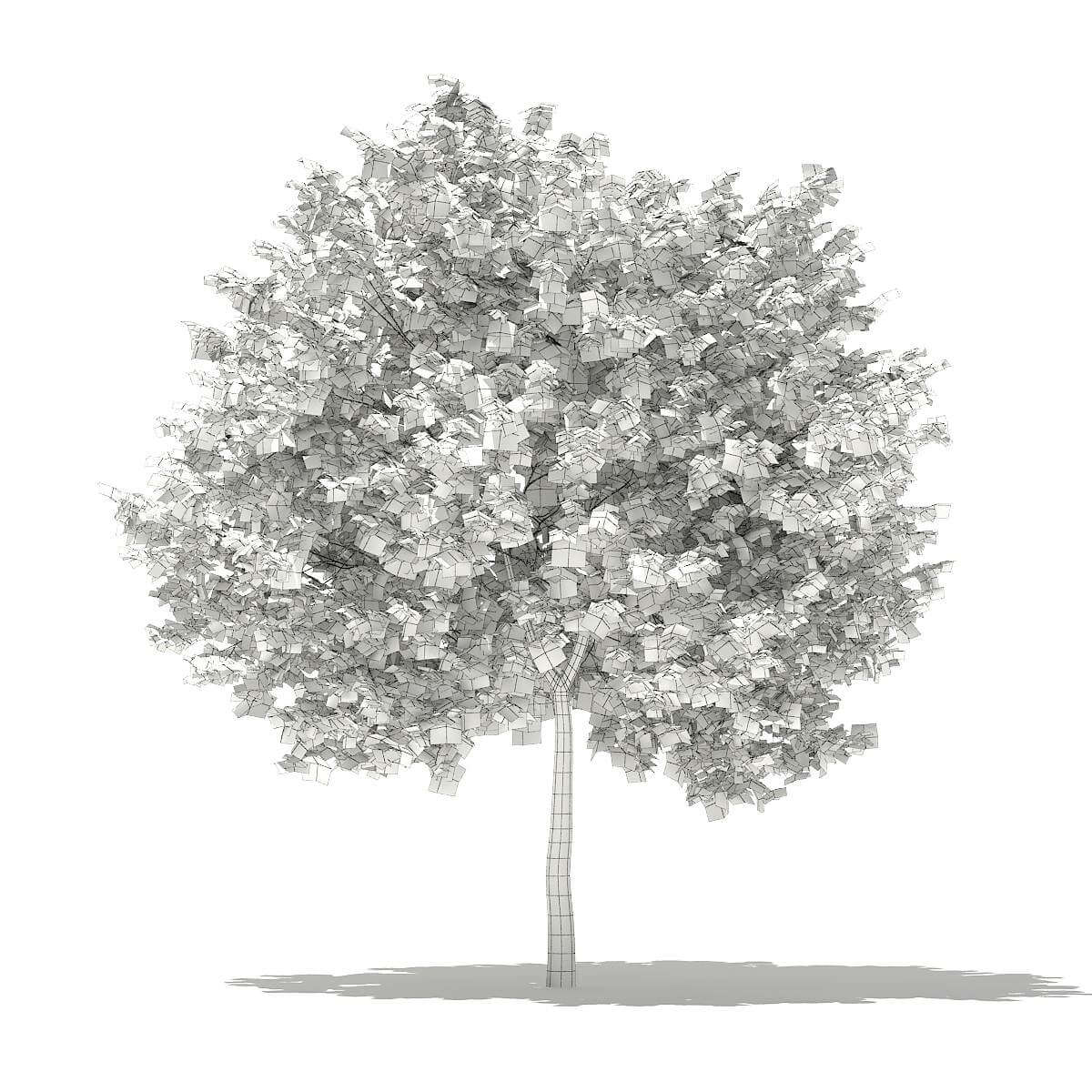 Ginkgo Tree (Ginkgo biloba) 3.6m - 3D Model by cgaxis