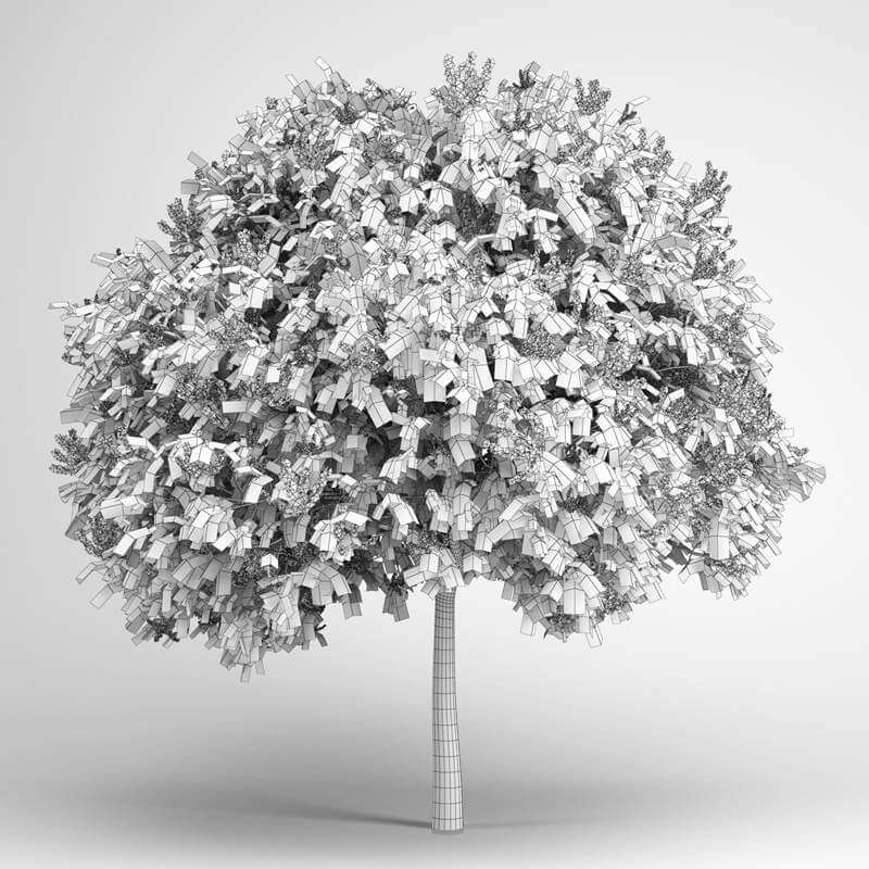 Goldenrain Tree 08 - 3D Model by cgaxis