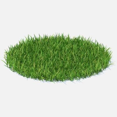 Grass - 3D Model by cgaxis