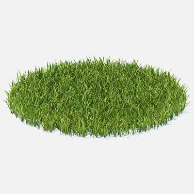 Grass - 3D Model by cgaxis