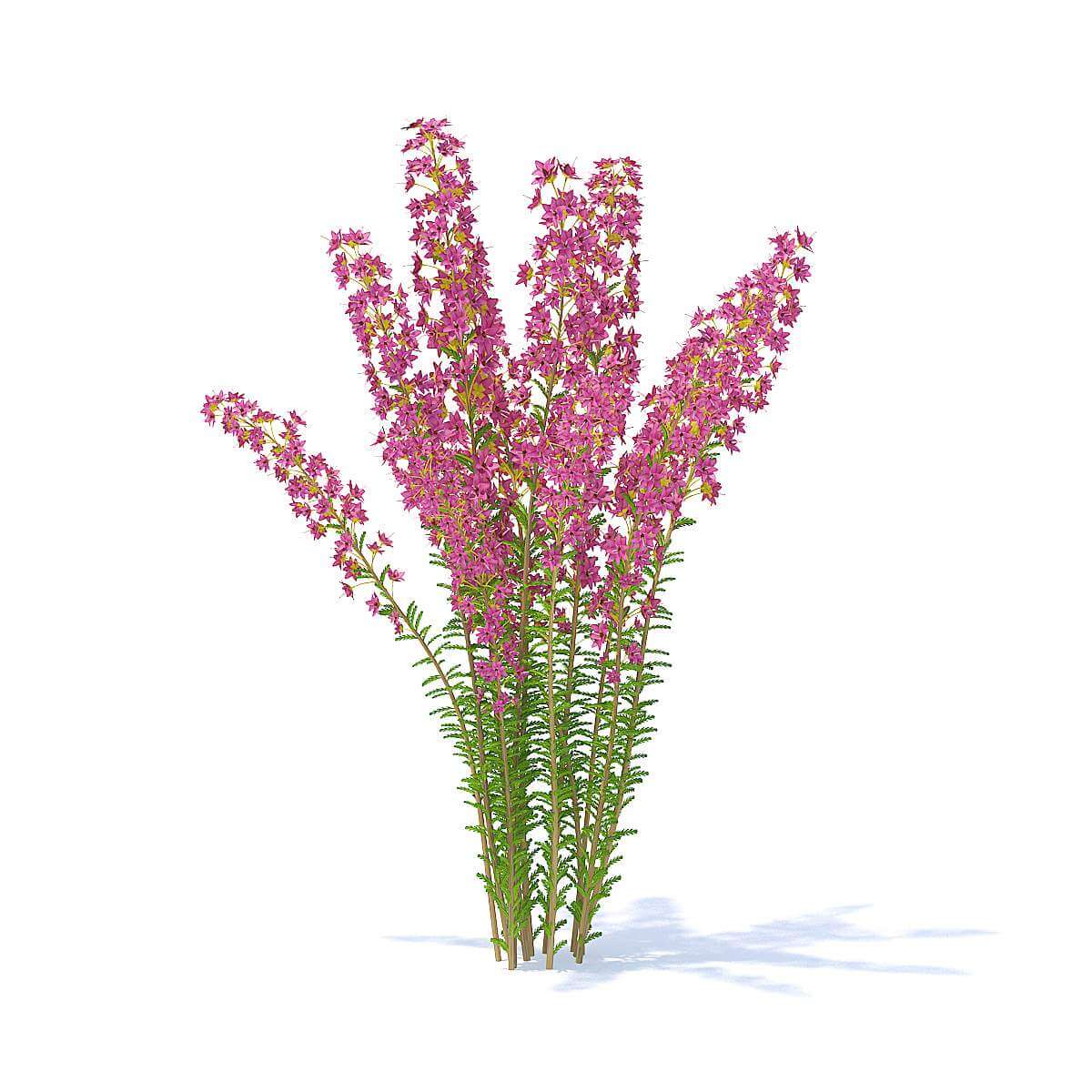 Heather - 3D Model by cgaxis