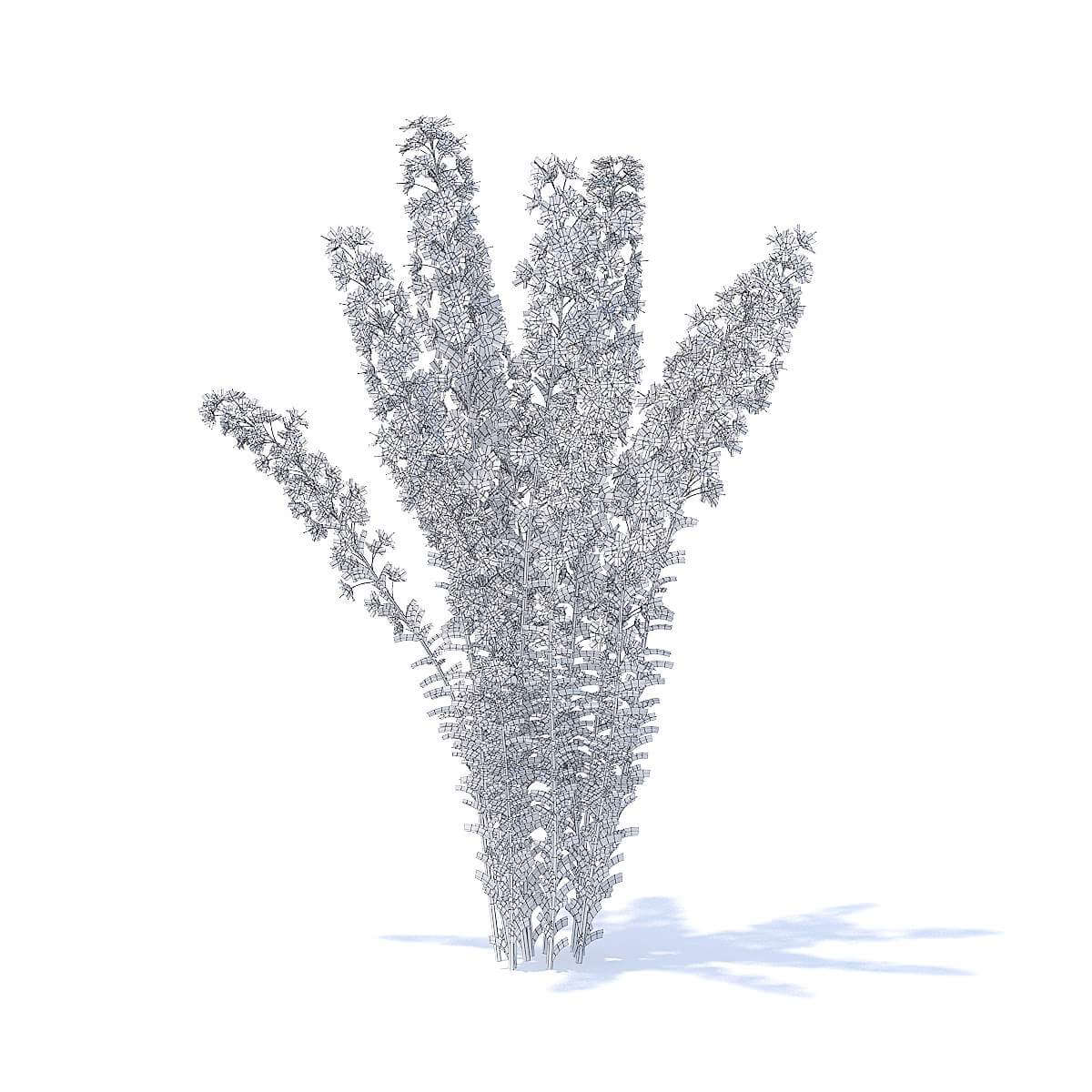 Heather - 3D Model by cgaxis