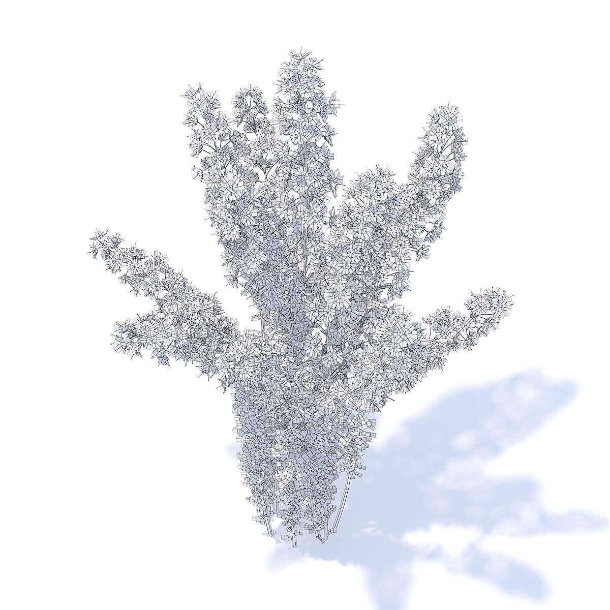 Heather - 3D Model by cgaxis