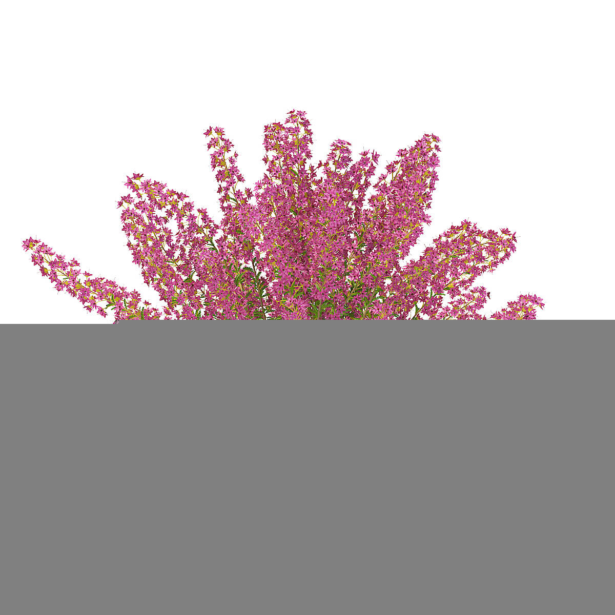 Heather - 3D Model by cgaxis