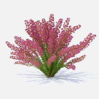 Heather - 3D Model by cgaxis